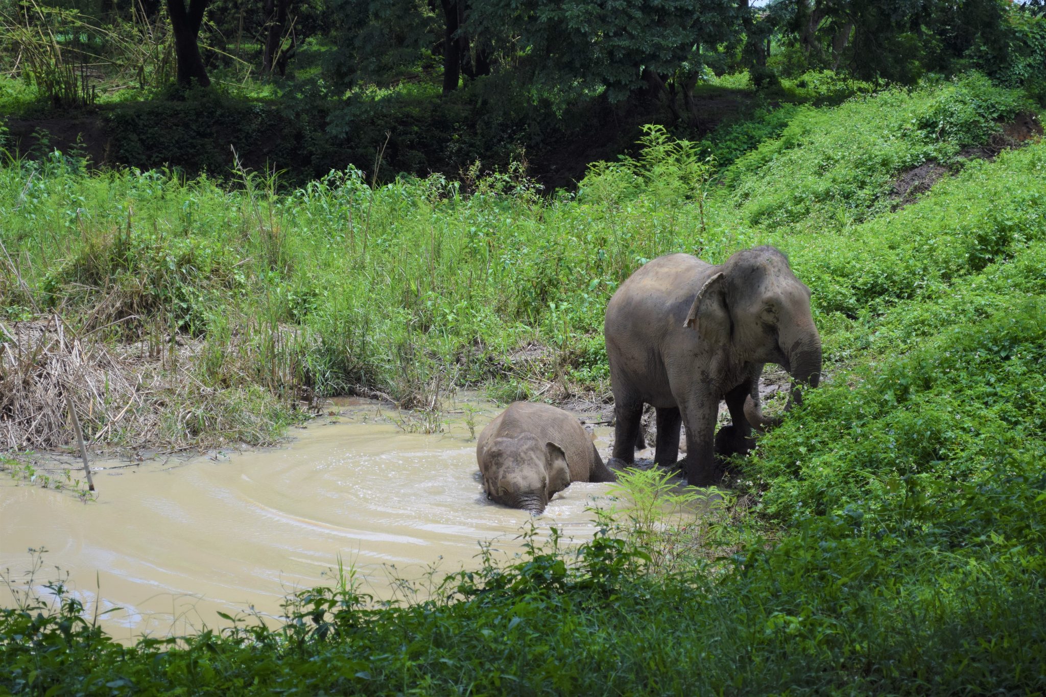 Chiang Rai Thailand: Elephant Sanctuary - The Manila PH - Manila Made ...